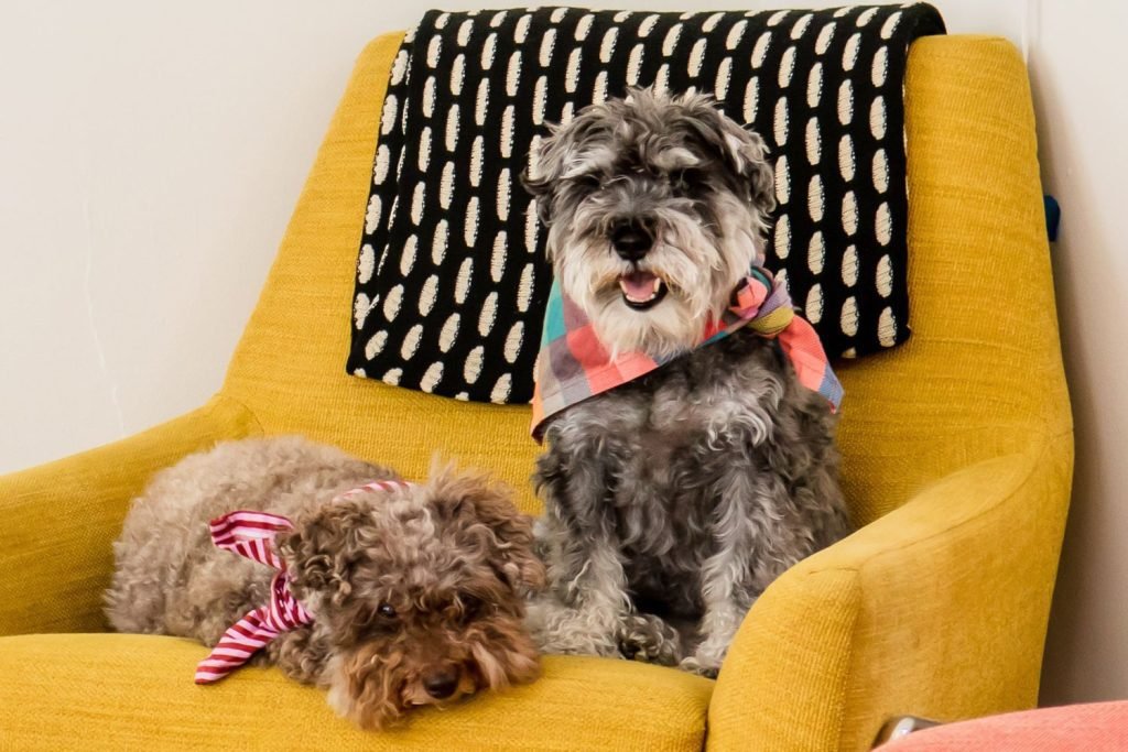 16 Best Longest Living Dog Breeds