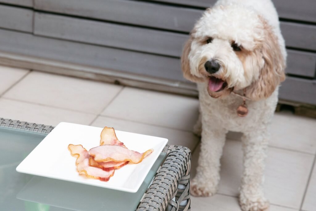 Can Dogs Eat Pork? - Swi pets